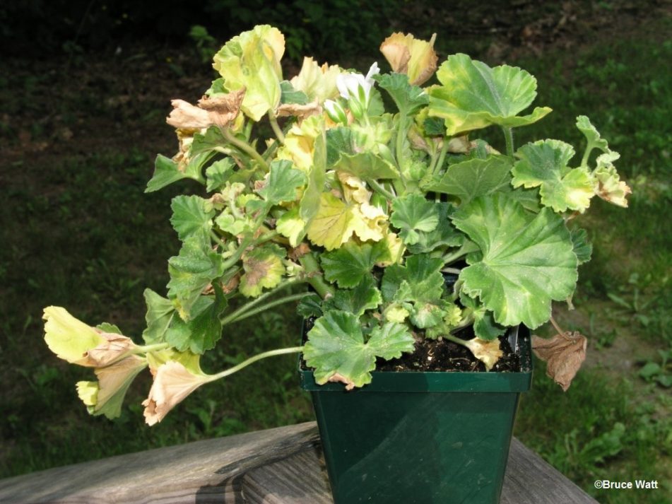 Geranium - Bacterial Blight - Cooperative Extension: Insect Pests ...