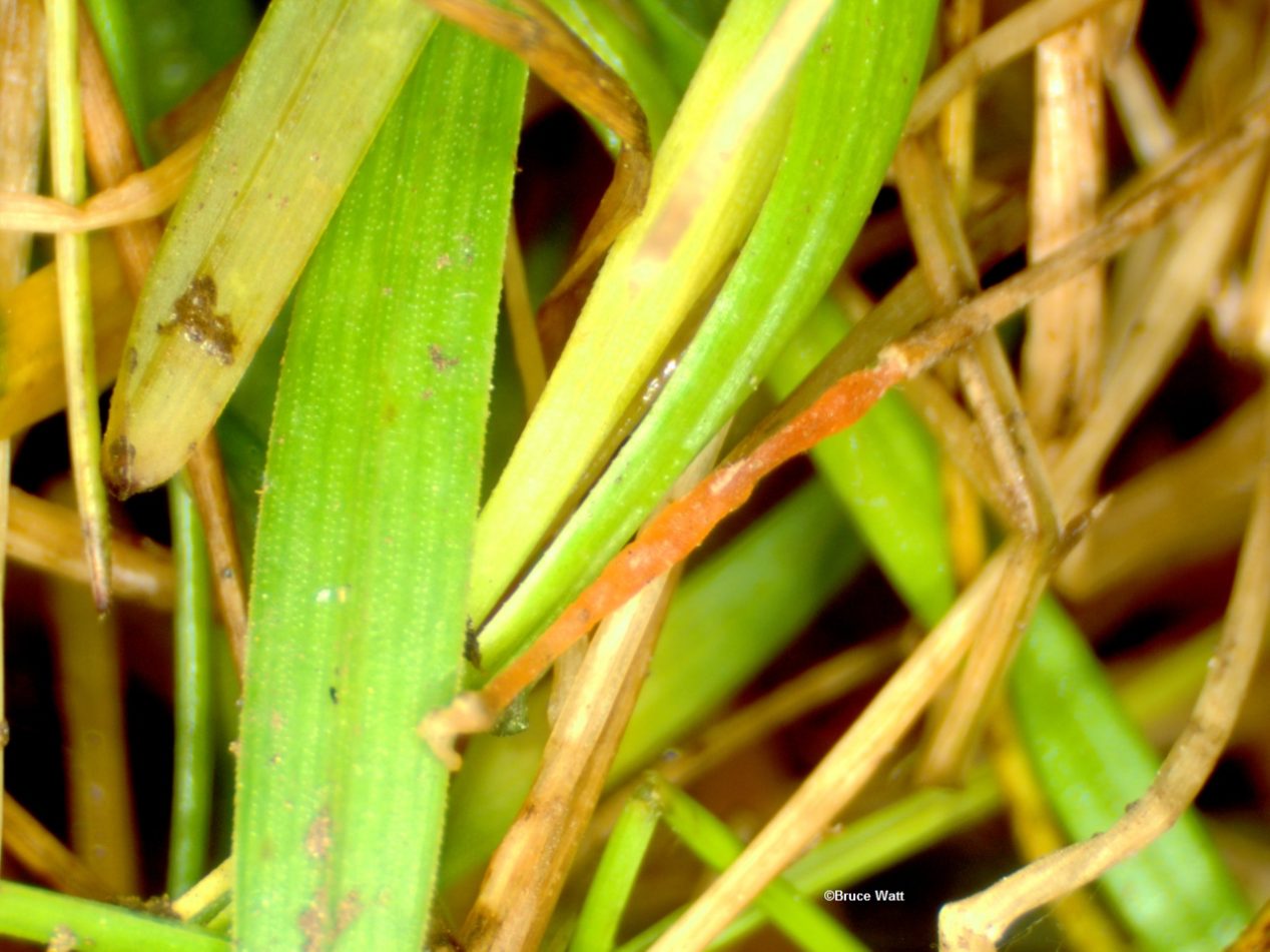 Turf - Red Thread - Cooperative Extension: Insect Pests, Ticks and ...