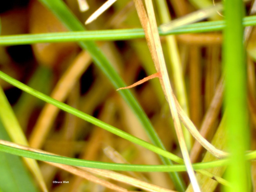 Turf - Red Thread - Cooperative Extension: Insect Pests, Ticks and ...