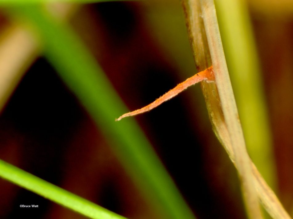 Turf - Red Thread - Cooperative Extension: Insect Pests, Ticks and ...