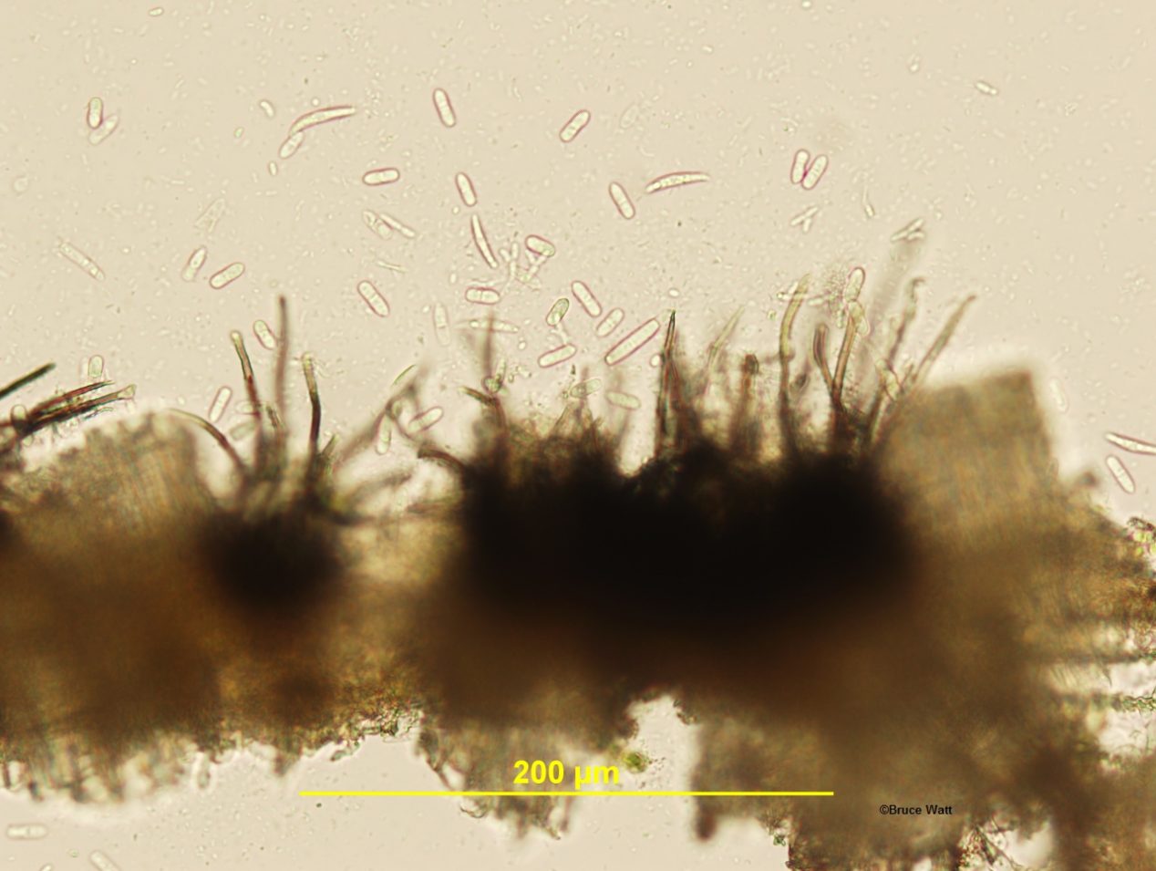 Turf - Anthracnose - Cooperative Extension: Insect Pests, Ticks and ...