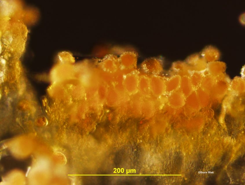 Spruce - Needle Rust - Cooperative Extension: Insect Pests, Ticks and ...