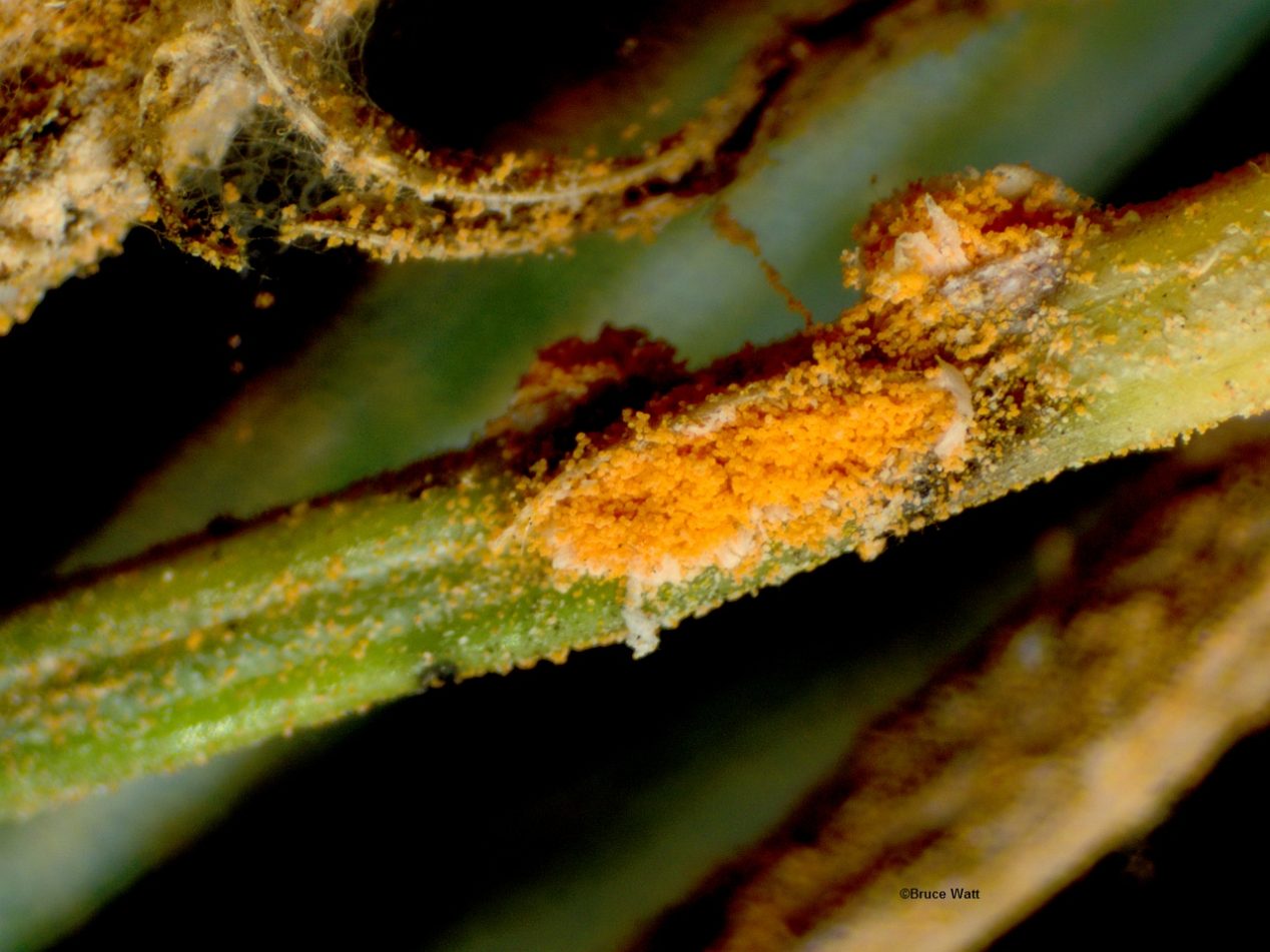 Spruce - Needle Rust - Cooperative Extension: Insect Pests, Ticks and ...