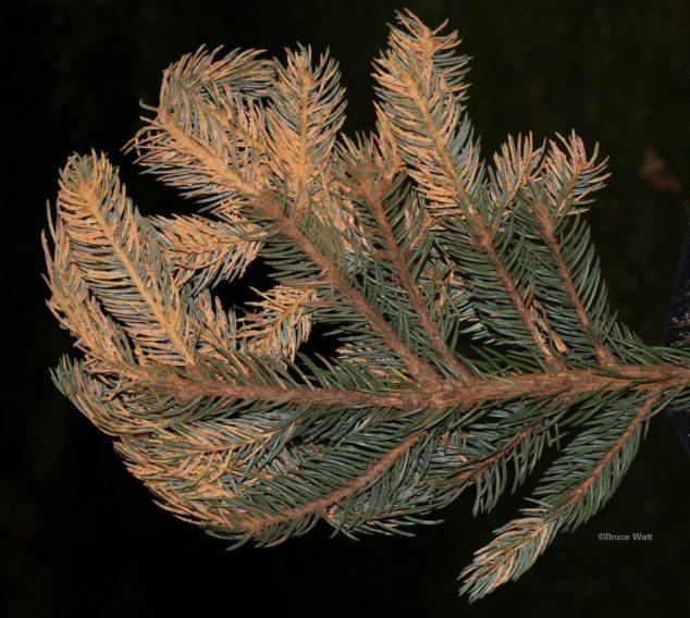 Spruce - Needle Rust - Cooperative Extension: Insect Pests, Ticks and ...