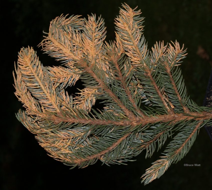 Spruce - Needle Rust - Cooperative Extension: Insect Pests, Ticks and ...