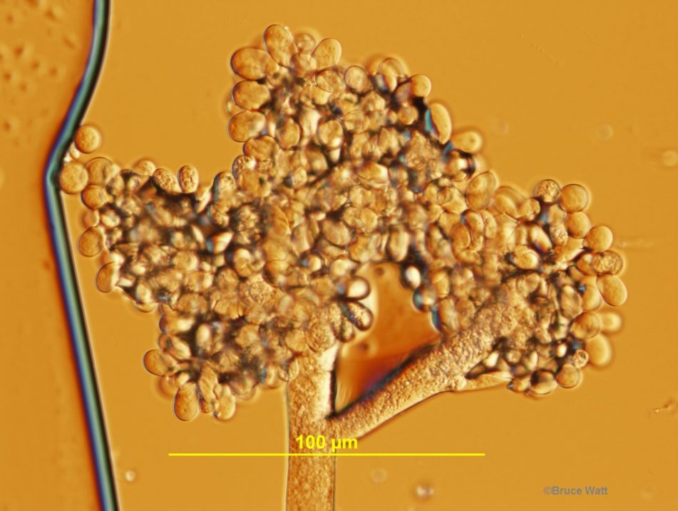 Potato - Botrytis - Cooperative Extension: Insect Pests, Ticks and ...