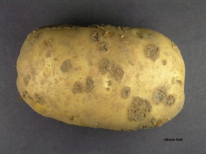 Potato - Common Scab - Cooperative Extension: Insect Pests, Ticks and ...