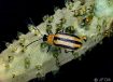 Striped Cucumber Beetles - Cooperative Extension: Insect Pests, Ticks ...