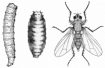 Onion Maggot - Cooperative Extension: Insect Pests, Ticks and Plant ...
