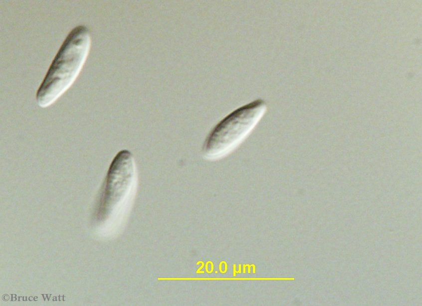 Blueberry - Colletotrichum - Cooperative Extension: Insect Pests, Ticks ...