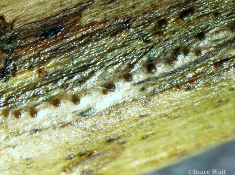 Delphinium - Phoma - Cooperative Extension: Insect Pests, Ticks and ...