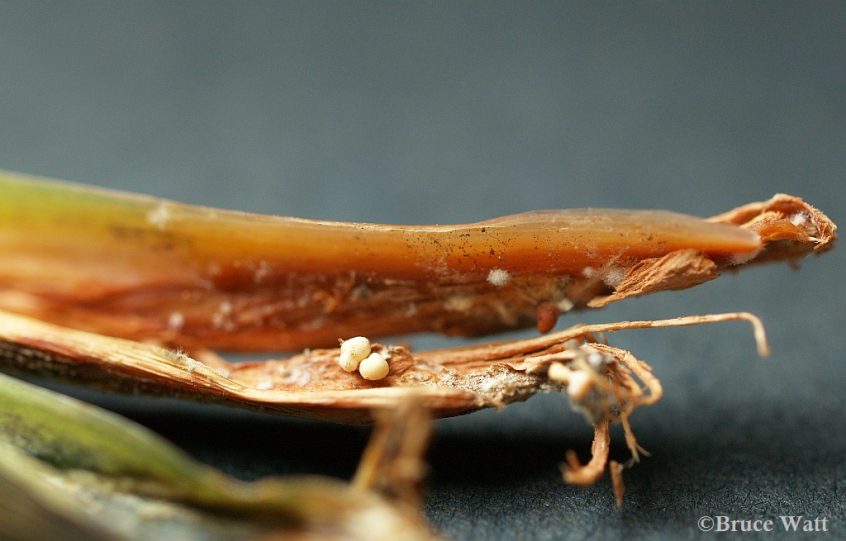 Hosta - Crown Rot - Cooperative Extension: Insect Pests, Ticks and ...