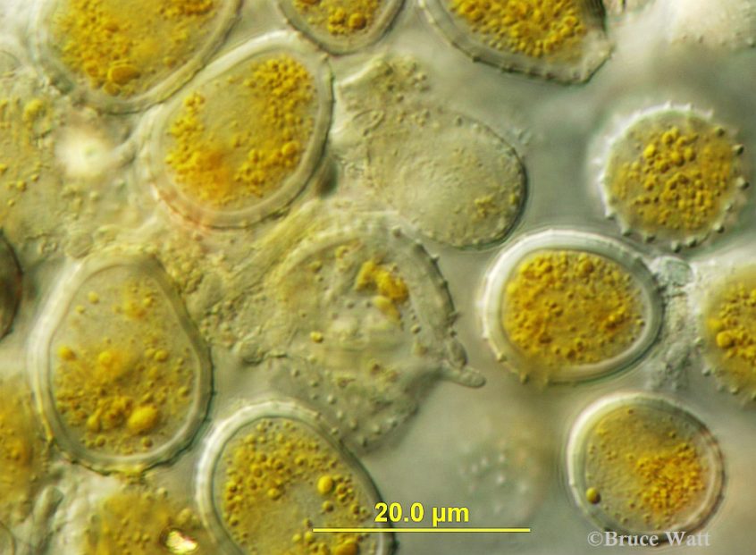 Myrtle - Rust - Cooperative Extension: Insect Pests, Ticks and Plant ...