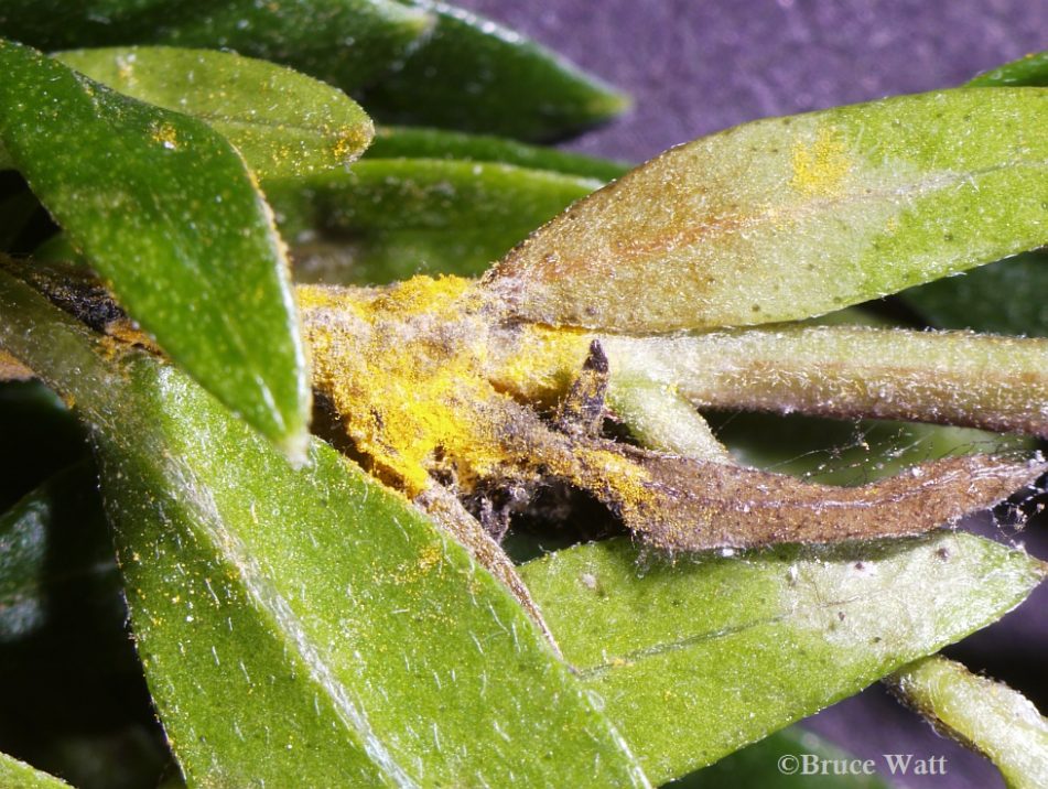 Myrtle - Rust - Cooperative Extension: Insect Pests, Ticks and Plant ...