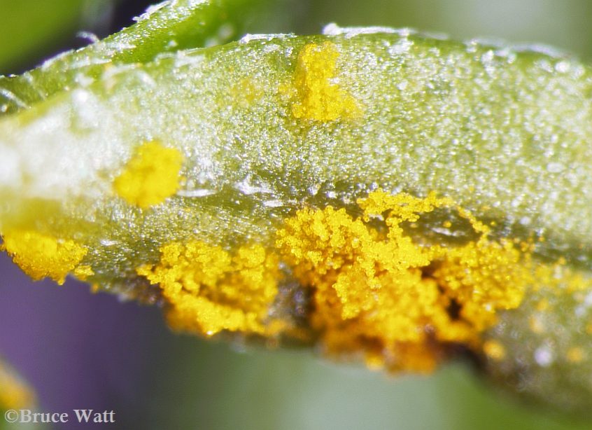 Myrtle - Rust - Cooperative Extension: Insect Pests, Ticks and Plant ...