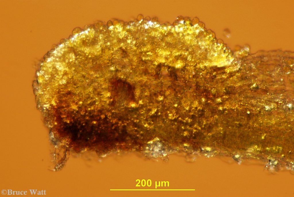 Myrtle - Rust - Cooperative Extension: Insect Pests, Ticks and Plant ...