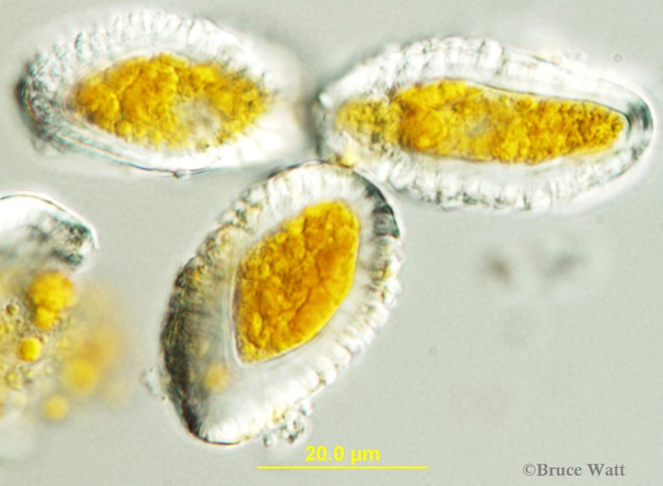 Pine - Coleosporium Needle Rust - Cooperative Extension: Insect Pests ...