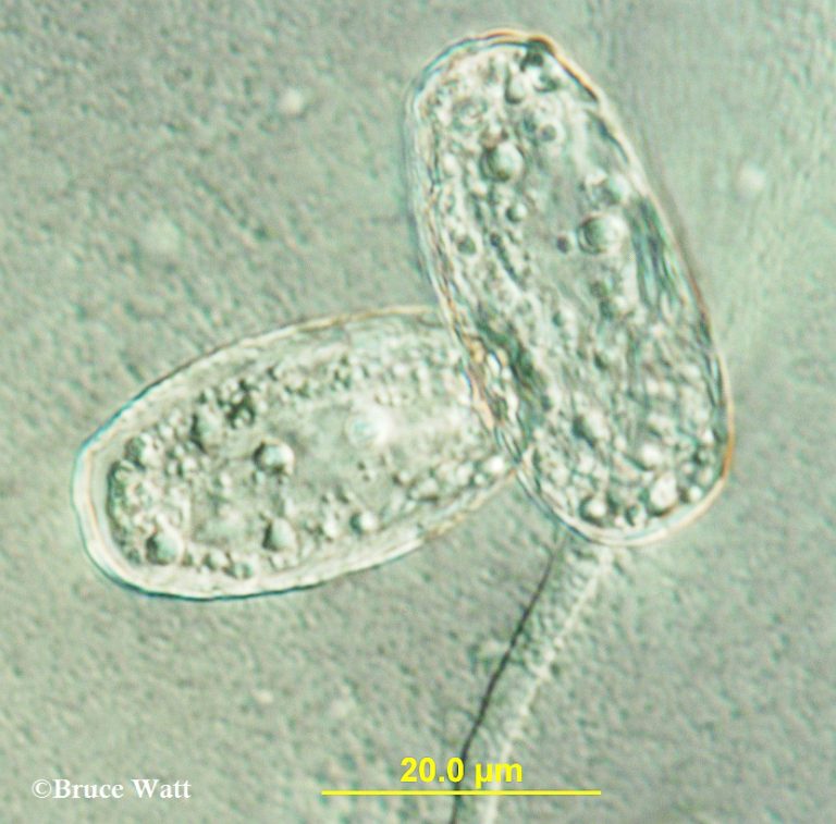 Azalea - Powdery Mildew - Cooperative Extension: Insect Pests, Ticks ...