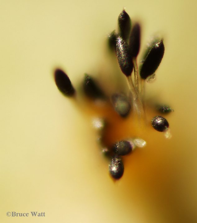 Rose - Rust - Cooperative Extension: Insect Pests, Ticks and Plant ...