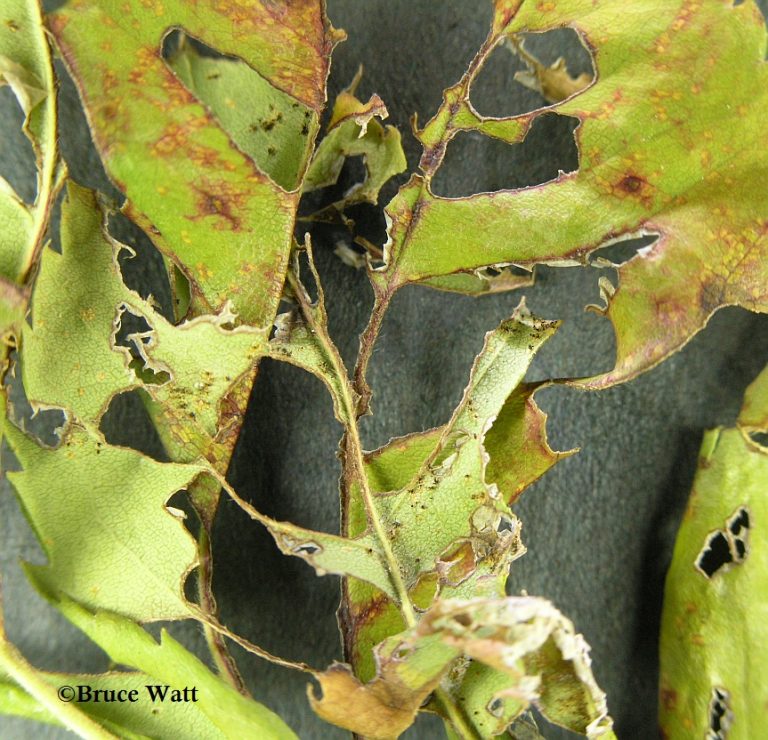 Rose - Rust - Cooperative Extension: Insect Pests, Ticks and Plant ...