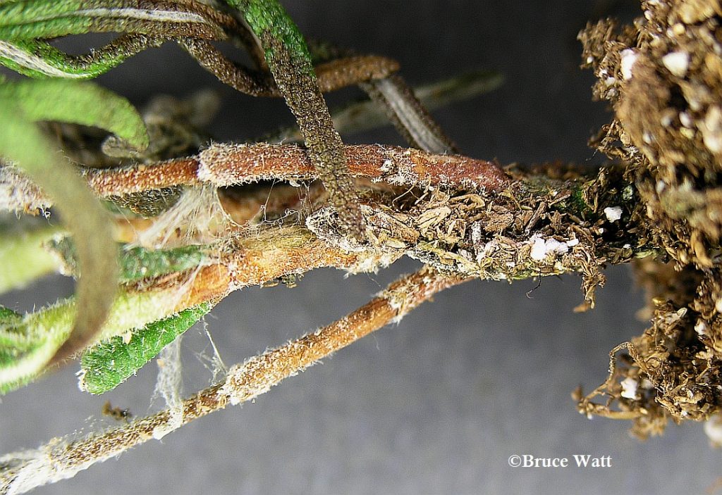 Rosemary - Botrytis - Cooperative Extension: Insect Pests, Ticks and ...