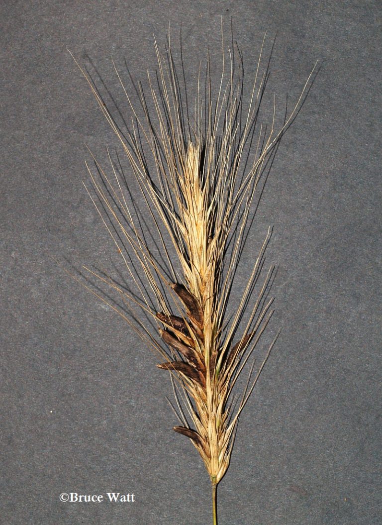 Rye - Ergot - Cooperative Extension: Insect Pests, Ticks and Plant ...
