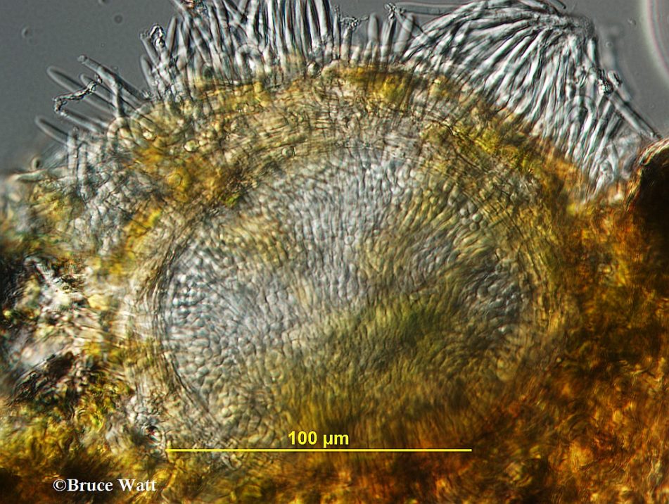 Sunflower - Septoria Leaf Spot - Cooperative Extension: Insect Pests ...