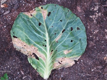 Cabbage - Black Rot - Cooperative Extension: Insect Pests, Ticks and ...