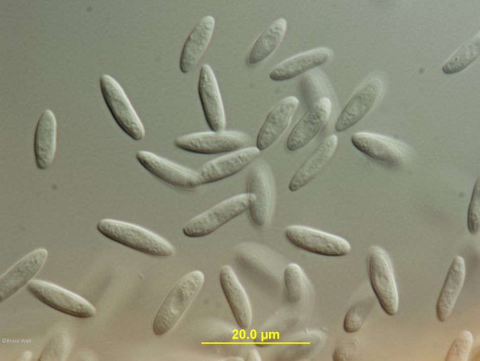 Amelanchier - Anthracnose - Cooperative Extension: Insect Pests, Ticks ...