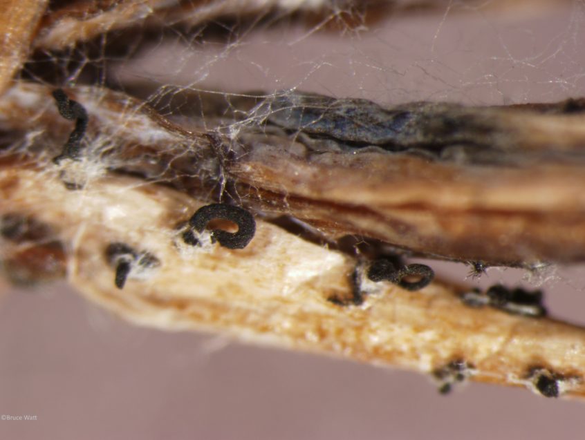 Juniper - Tip Blight - Cooperative Extension: Insect Pests, Ticks and ...