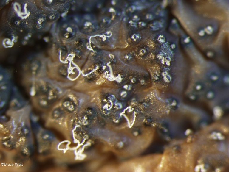 Grape - Black Rot - Cooperative Extension: Insect Pests, Ticks and ...