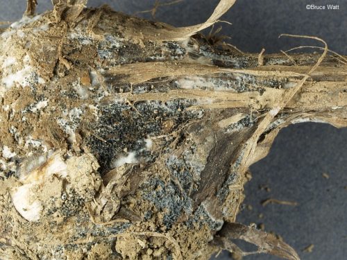 Garlic - White Rot 1 - Cooperative Extension: Insect Pests, Ticks and ...