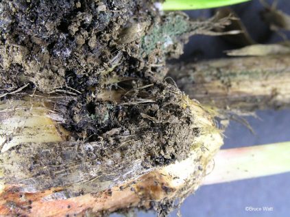 Garlic - White Rot 1 - Cooperative Extension: Insect Pests, Ticks and ...
