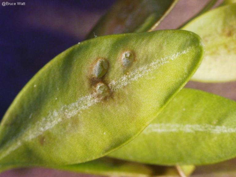 Boxwood - Boxwood Leaf Miner - Cooperative Extension: Insect Pests ...