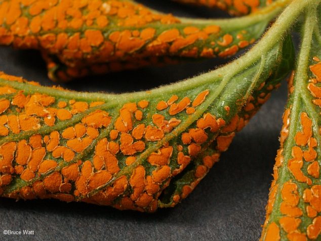 Raspberry - Orange Rust - Cooperative Extension: Insect Pests, Ticks ...