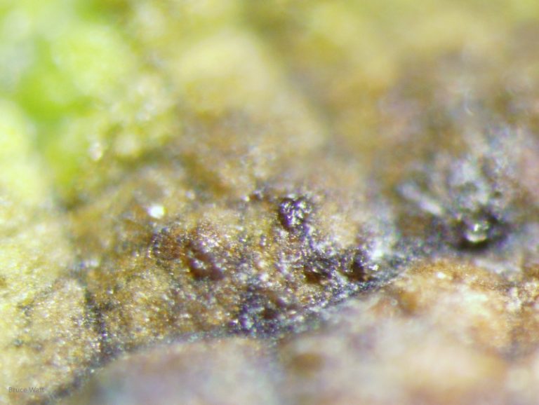 Black Spot of Rose - Cooperative Extension: Insect Pests, Ticks and ...