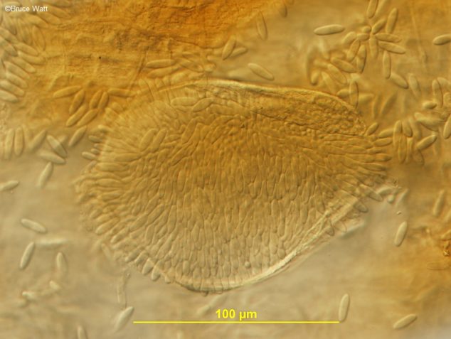 Maple - Anthracnose 2 - Cooperative Extension: Insect Pests, Ticks and ...