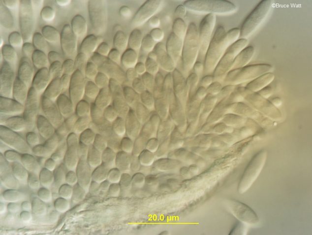 Maple - Anthracnose 2 - Cooperative Extension: Insect Pests, Ticks and ...