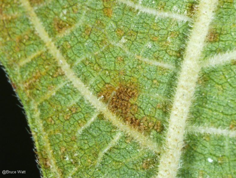 Fig - Rust - Cooperative Extension: Insect Pests, Ticks and Plant ...