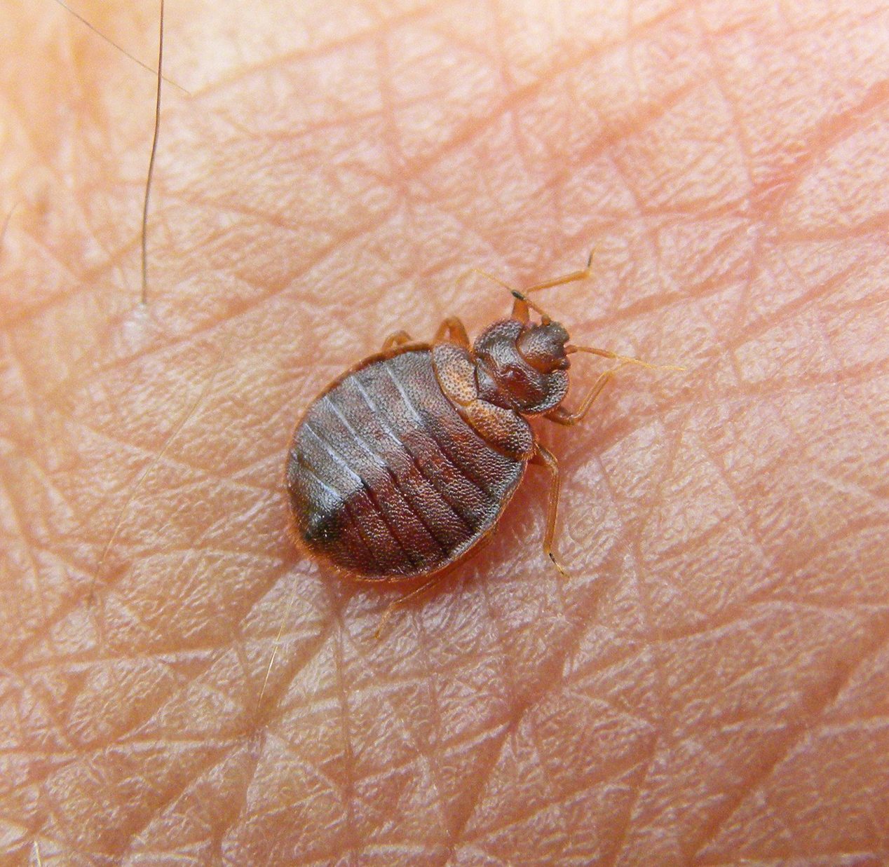 Insect Lab - Cooperative Extension: Insect Pests, Ticks and Plant ...