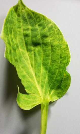 Hosta Virus X - Cooperative Extension: Insect Pests, Ticks and Plant ...