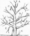 Bulletin #2169, Pruning Woody Landscape Plants - Cooperative Extension ...