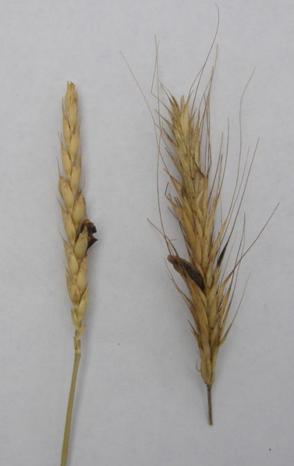Bulletin #1014, Ergot of Barley and Other Small Grains - Cooperative ...