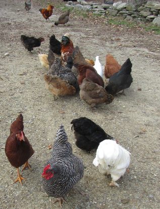 Bulletin #2216, Pros and Cons of Poultry Swaps in New England ...