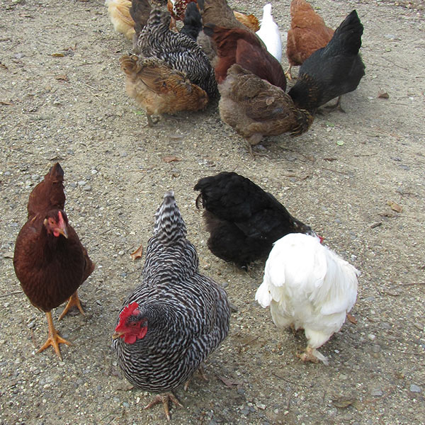 Publications Catalog - Cooperative Extension Publications - University ...