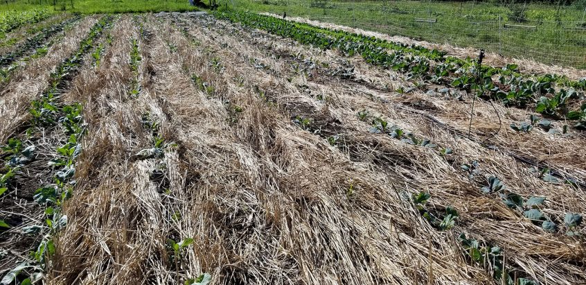 Bulletin #1075, Tarping in the Northeast: Tarping Practices ...