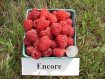 Bulletin #2066, Growing Raspberries and Blackberries - Cooperative ...