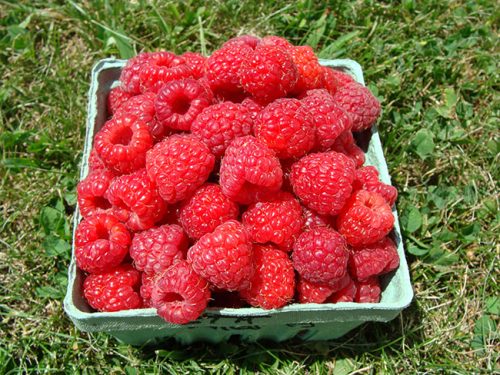 Bulletin #2066, Growing Raspberries and Blackberries - Cooperative ...