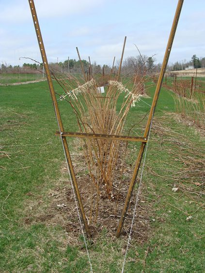 Bulletin #2066, Growing Raspberries and Blackberries - Cooperative ...