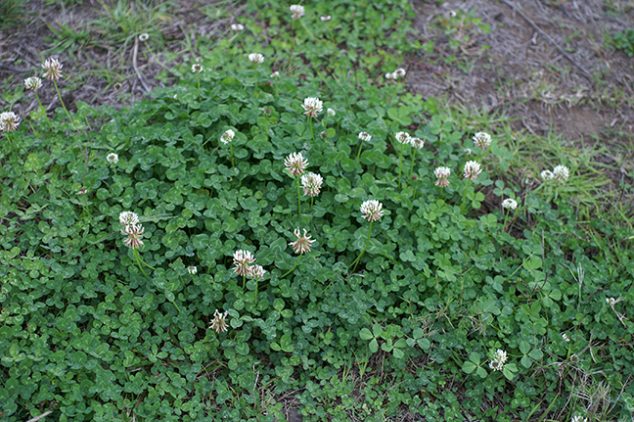 Bulletin #2260, Maine Forage Facts: White Clover - Cooperative ...